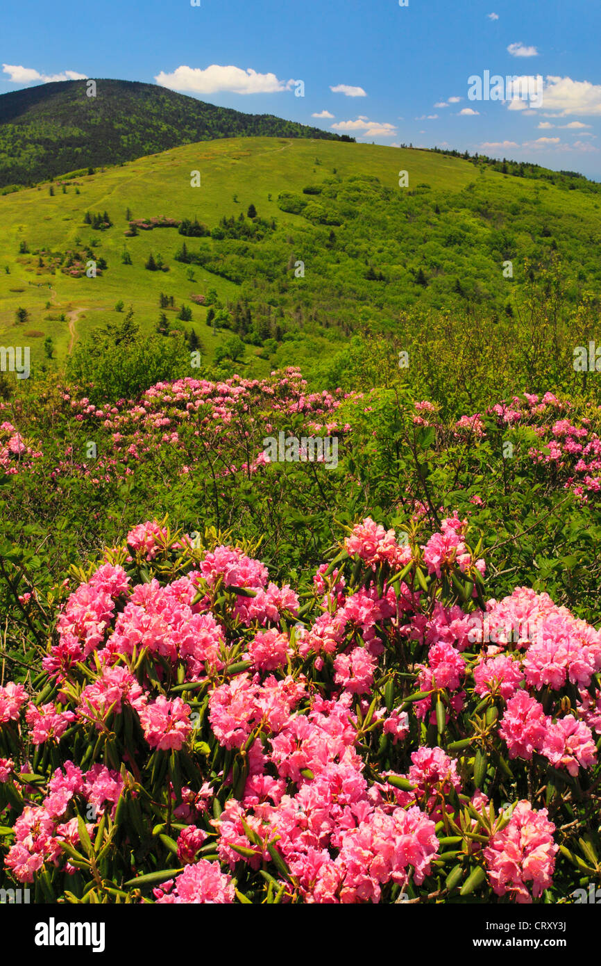 Along Appalachian Trail on Jane Bald, Look at Round Bald, Roan Mountain ...