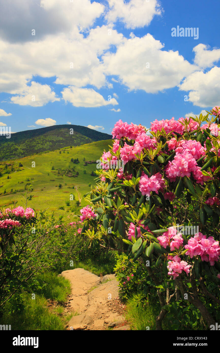 Along Appalachian Trail on Jane Bald, Look at Round Bald, Roan Mountain ...