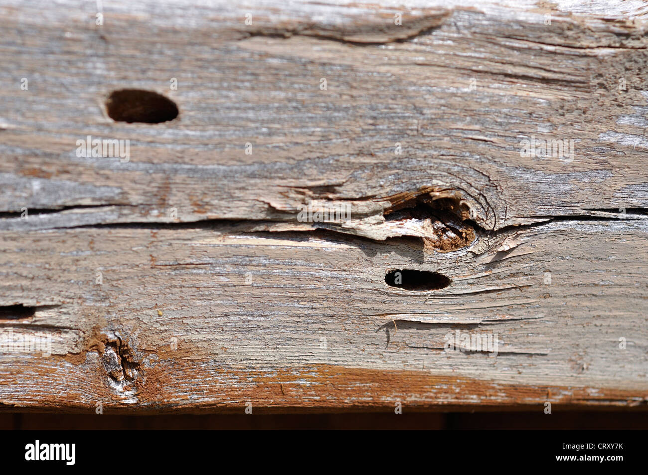 Wood damaged by wood borer wasps Stock Photo - Alamy