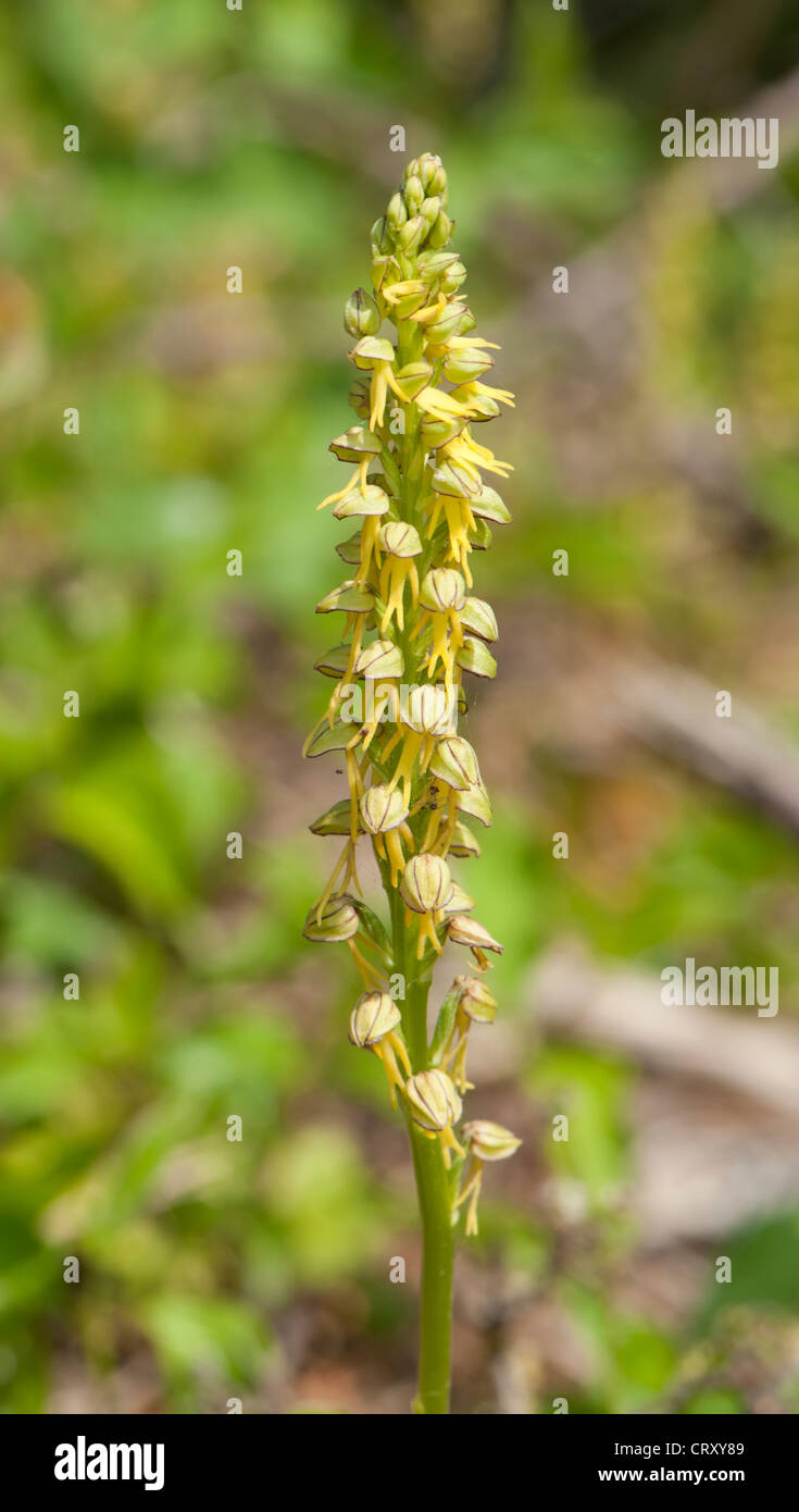 Man orchid uk hi-res stock photography and images - Alamy