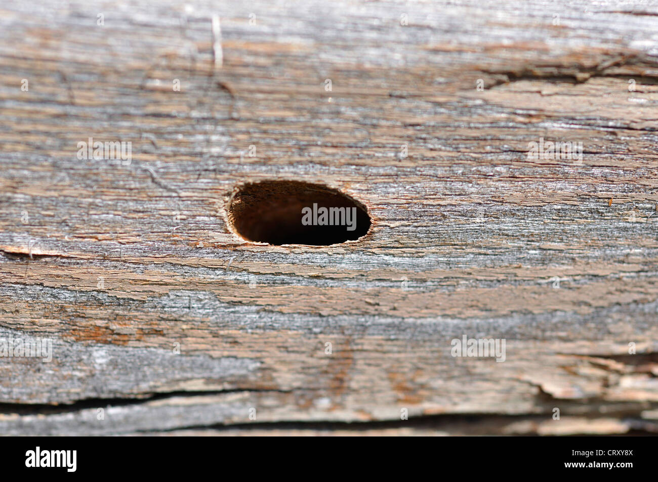 Wood damaged by wood borer wasps Stock Photo - Alamy