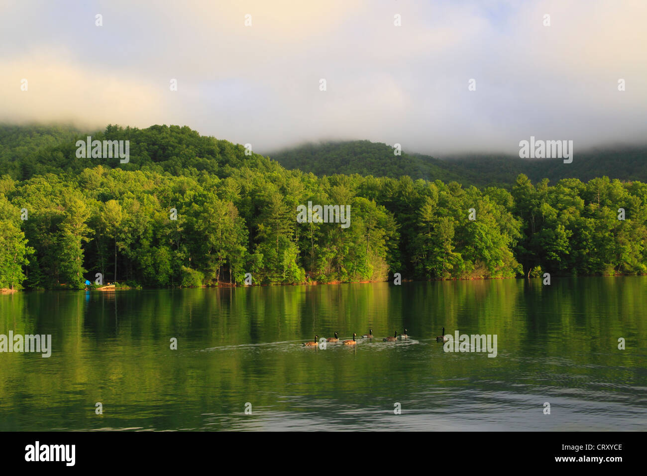 Geese at Sunrise Beside Appalachian Trail, Shook Branch Recreation Area ...