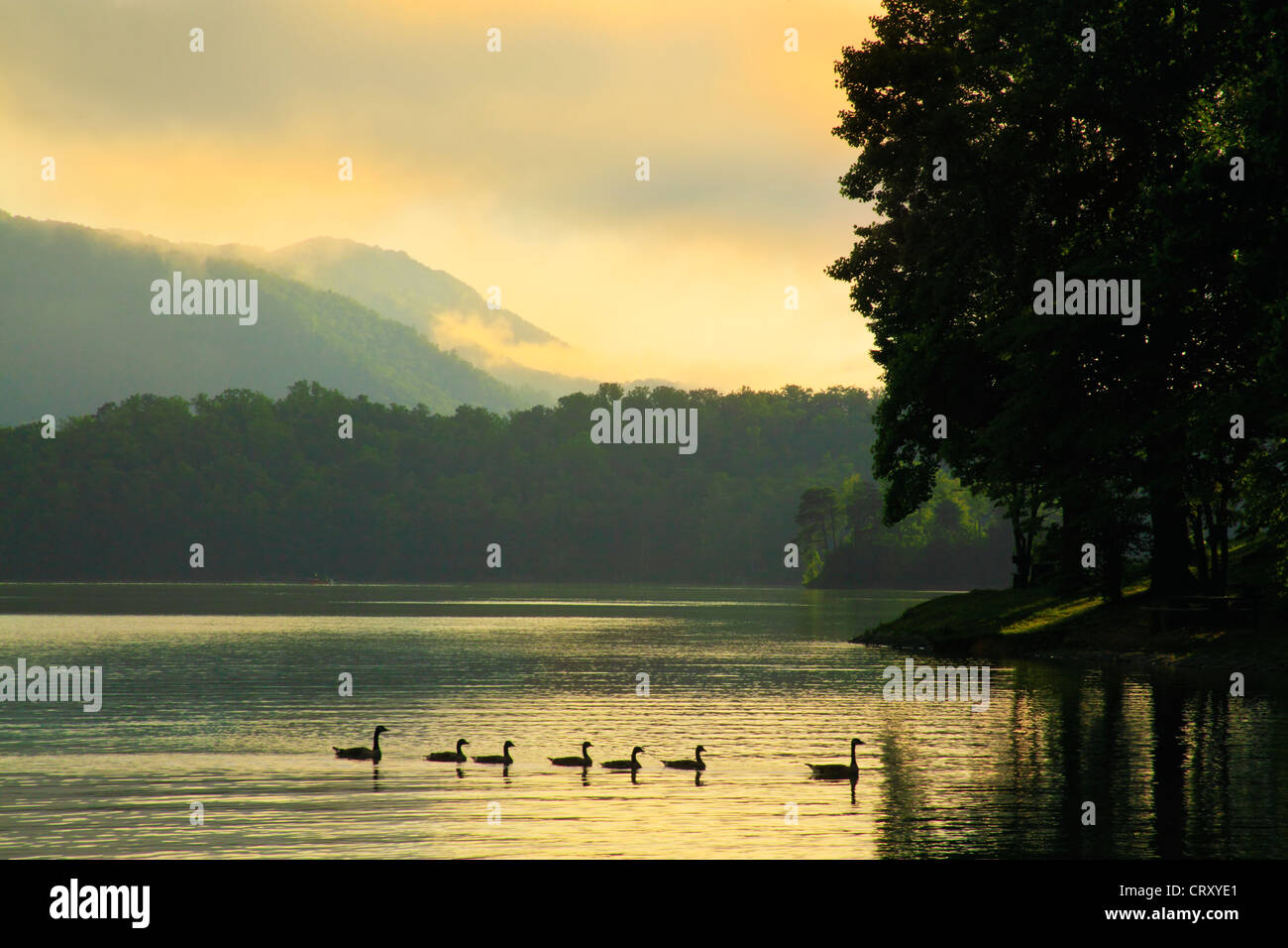 Geese at Sunrise Beside Appalachian Trail, Shook Branch Recreation Area ...