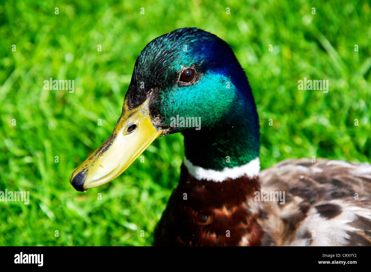 Mallard head hi-res stock photography and images - Alamy