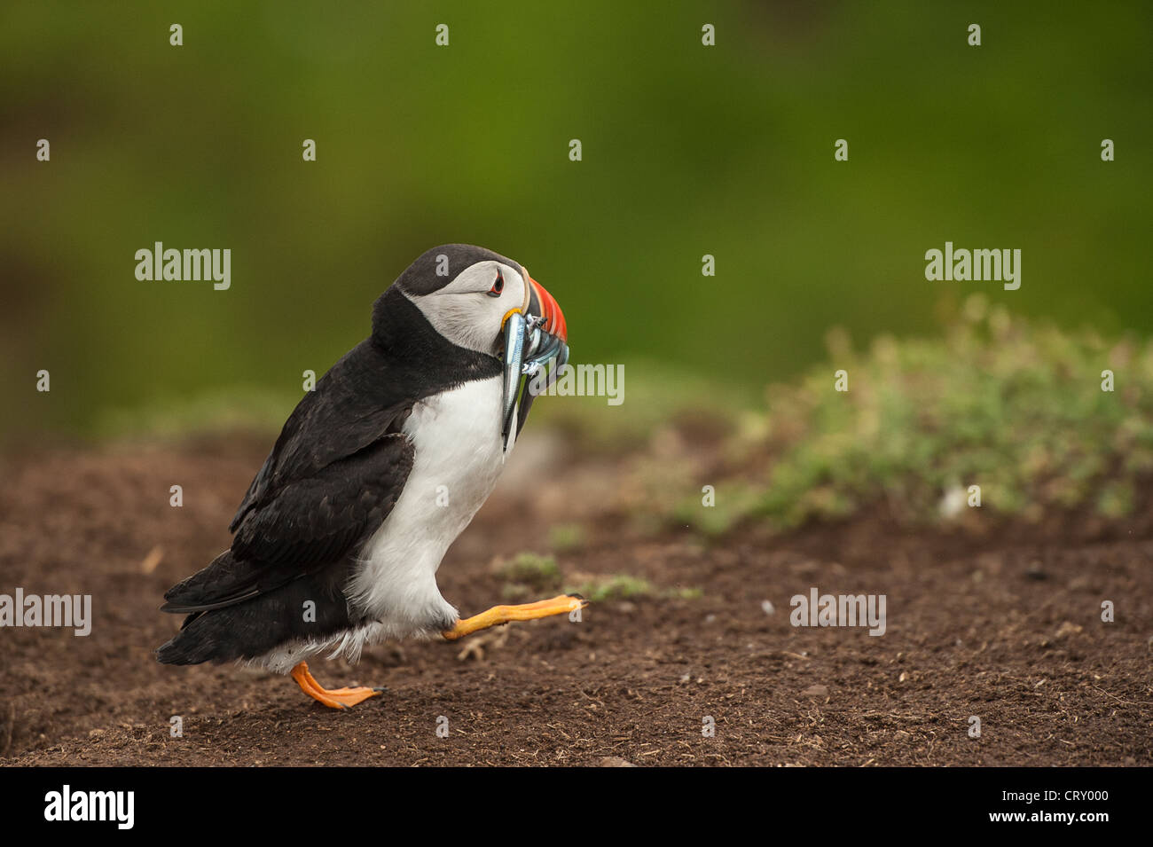 Puffins on Skomer Island with sand eels Stock Photo - Alamy