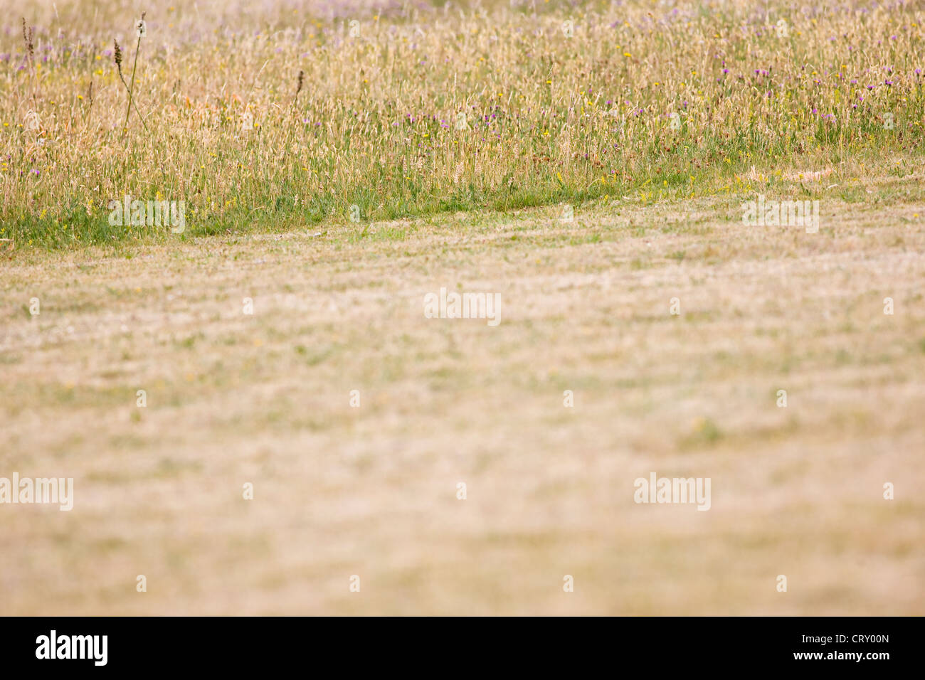 nature t background with narrow depth of field Stock Photo - Alamy