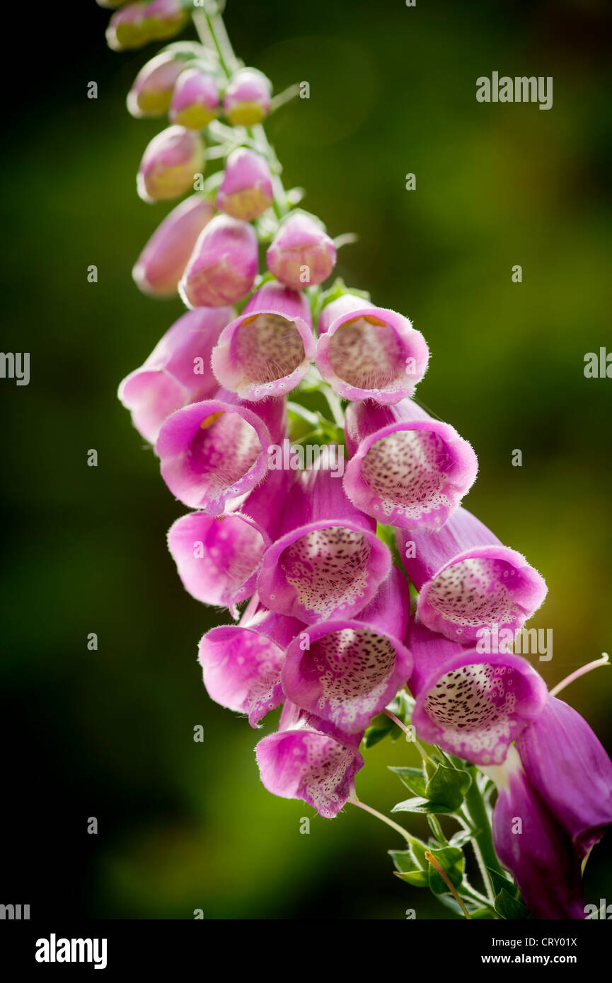 Foxgloves - closeup Stock Photo - Alamy