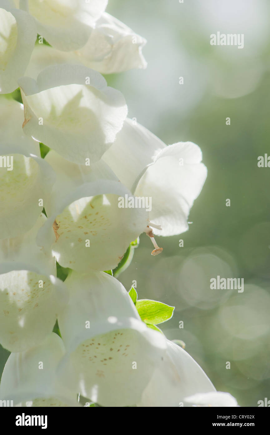 Closeup soft focus Digitalis purpurea ‘Alba’ commonly know a white ...