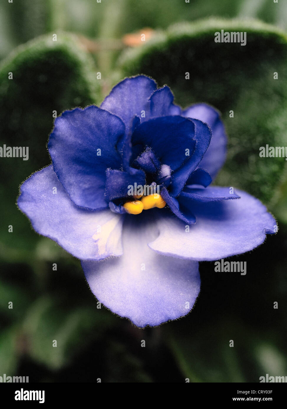 Single variegated blue African violet flower Stock Photo - Alamy