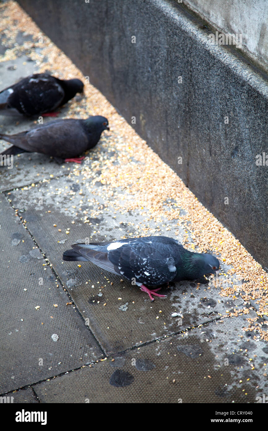 City pigeon pests hi-res stock photography and images - Alamy