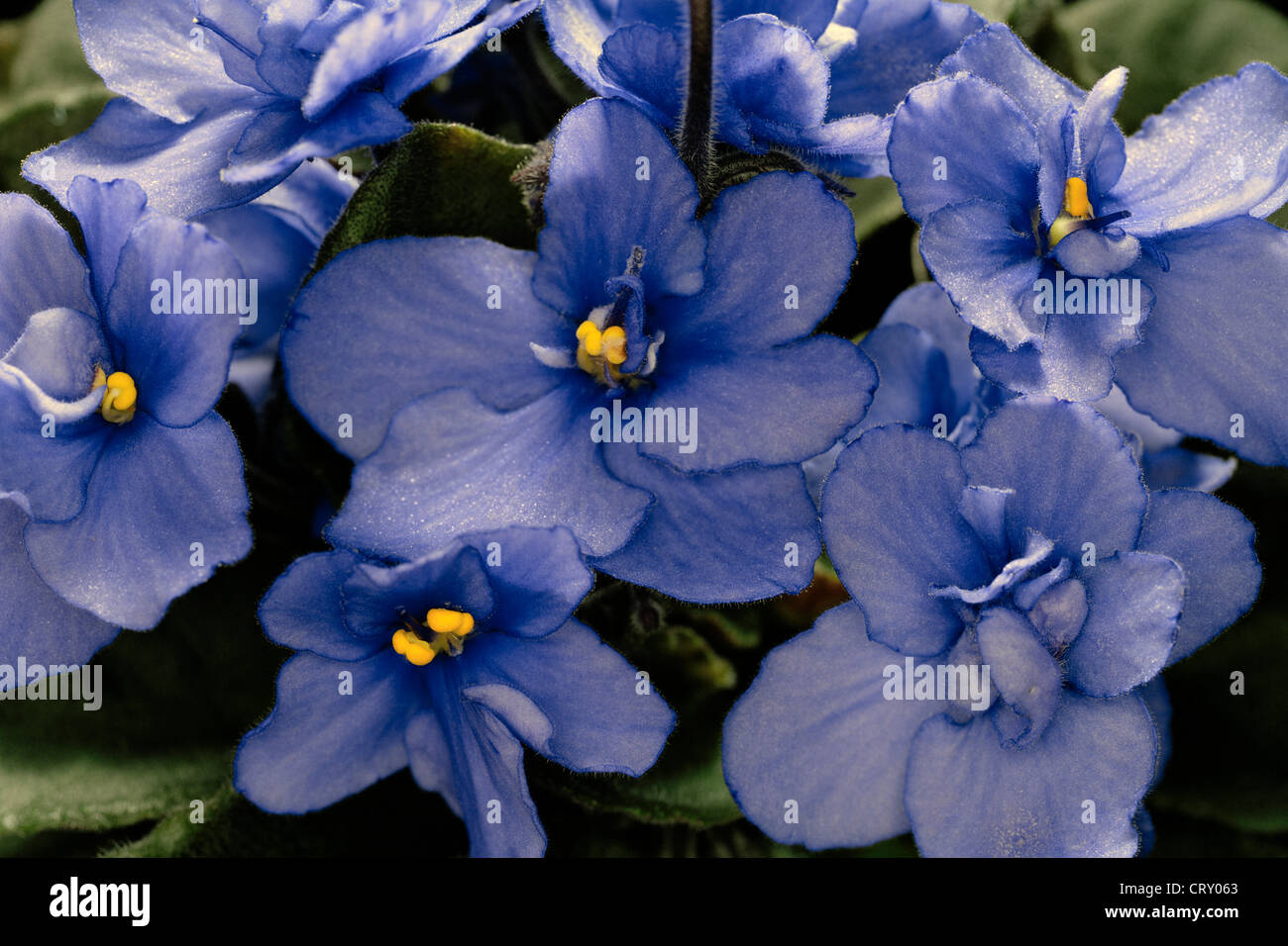 Blue African violet flowers Stock Photo - Alamy