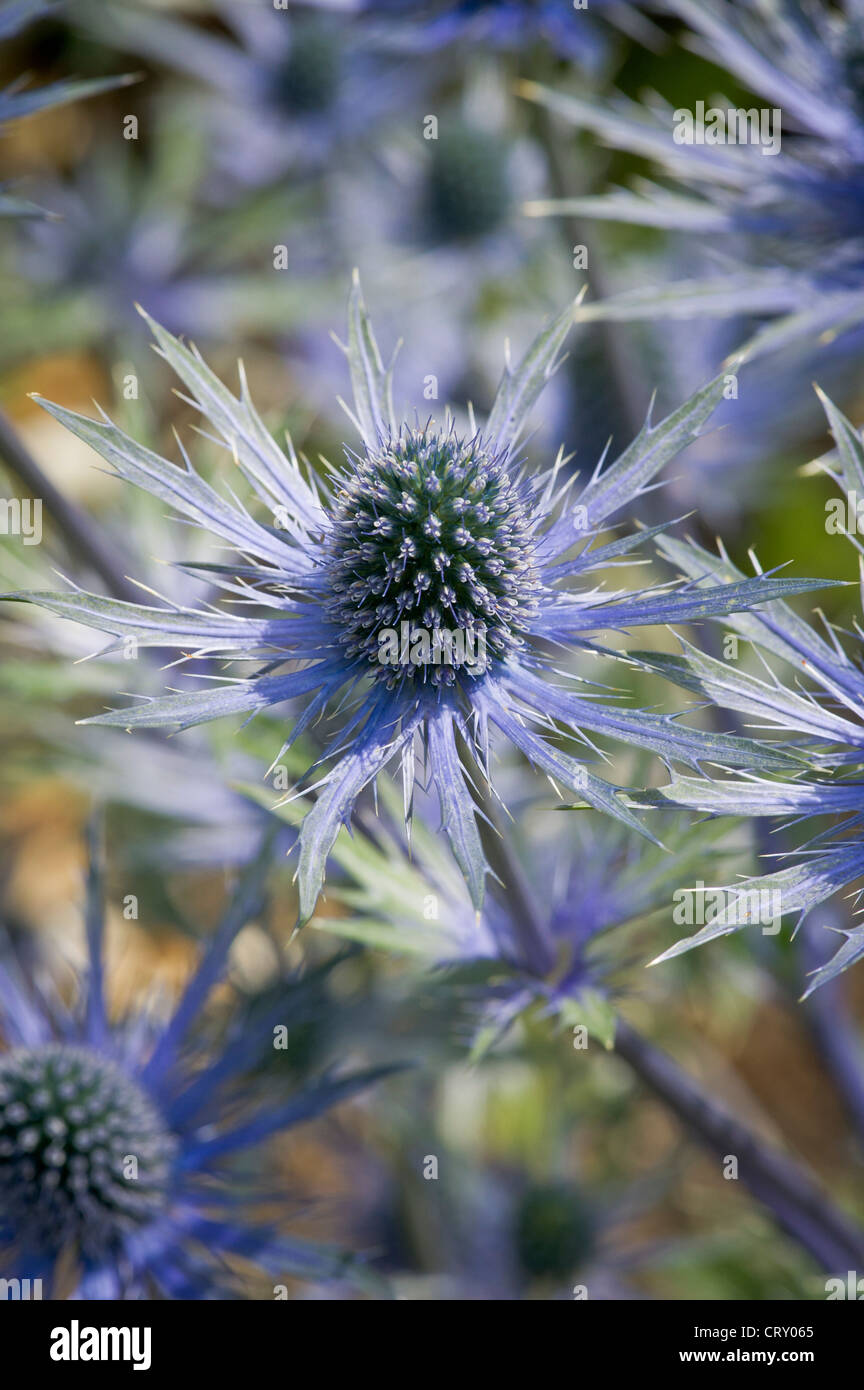 Blue spiky flowers hi-res stock photography and images - Alamy