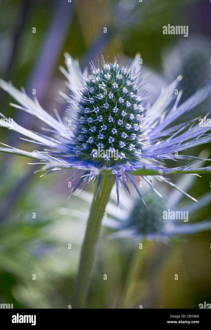 The blue spiky flowers of Eryngium x zabelii Jos Eijking growing in a York garden. UK Stock Photo Alamy
