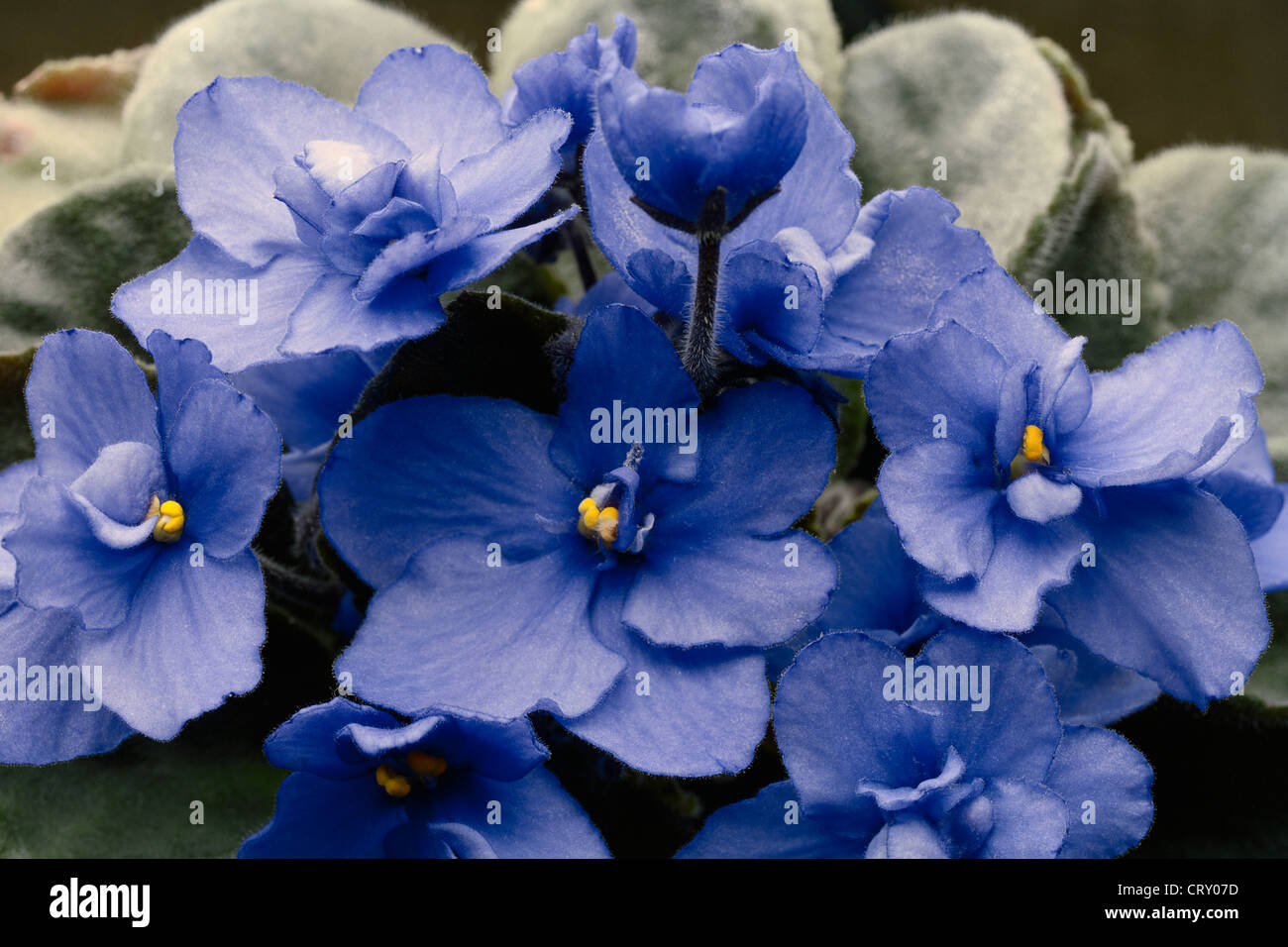 Blue African violet flowers Stock Photo - Alamy