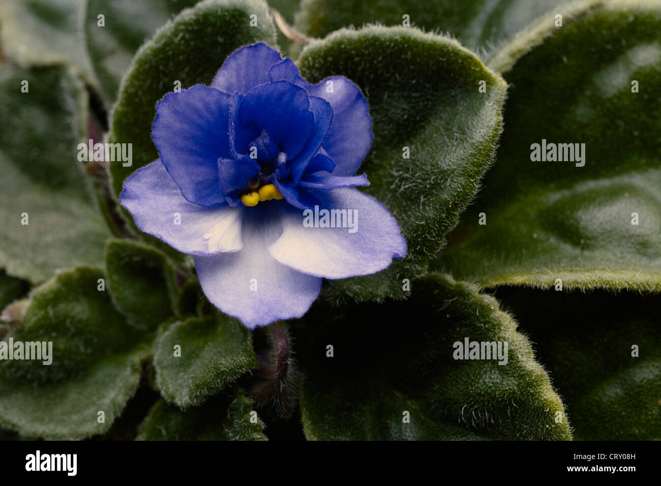 Single variegated blue African violet flower Stock Photo - Alamy