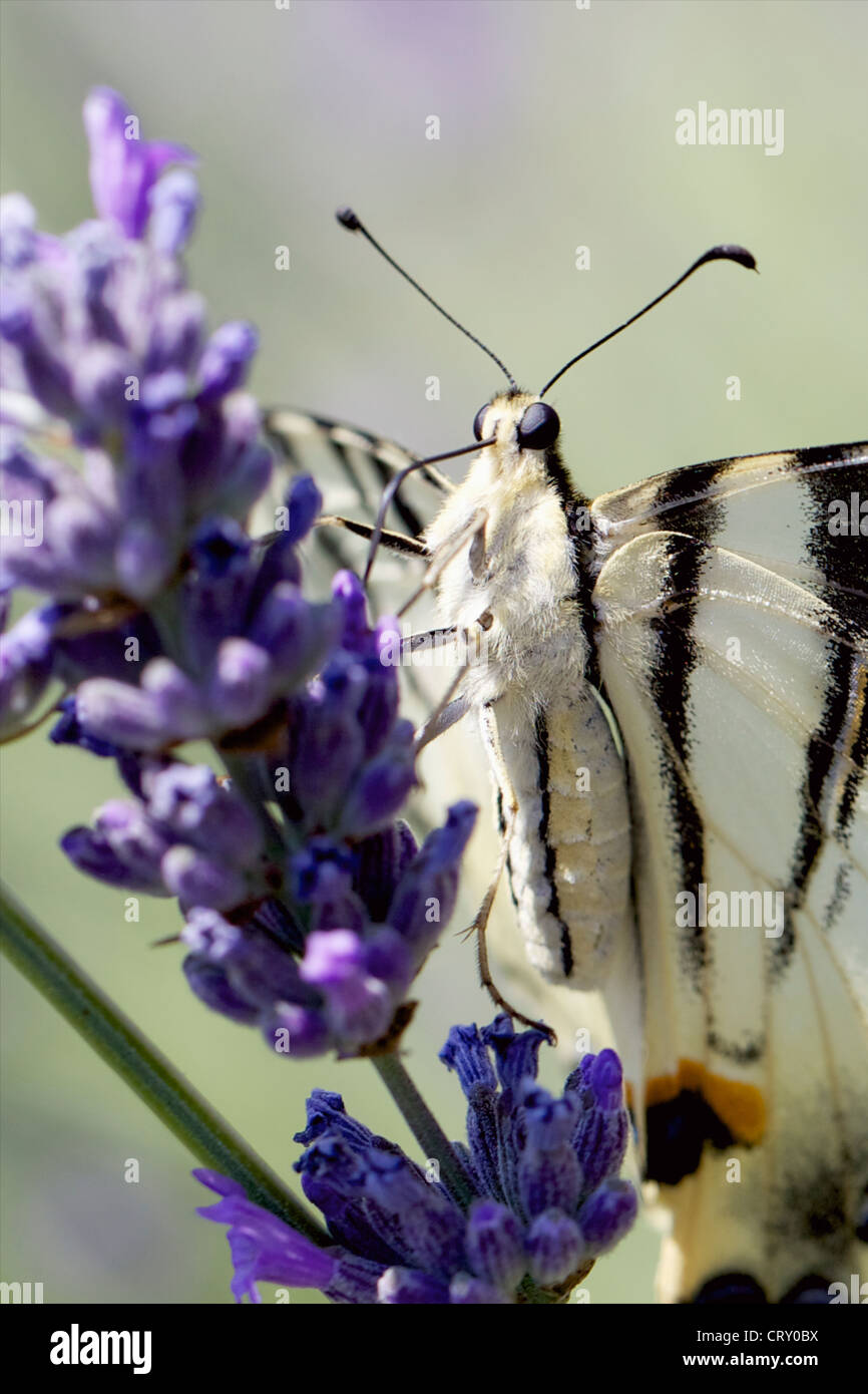 A Scarce swallowtail feeding on a wild lavender flower Stock Photo - Alamy