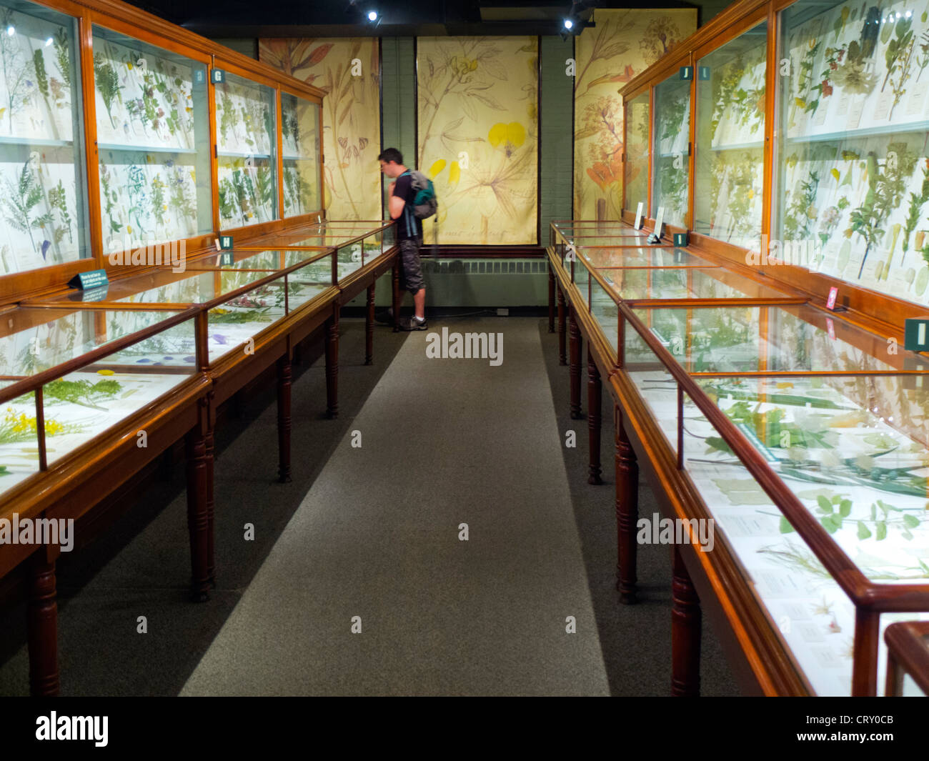 Harvard museum natural science boston hi-res stock photography and ...