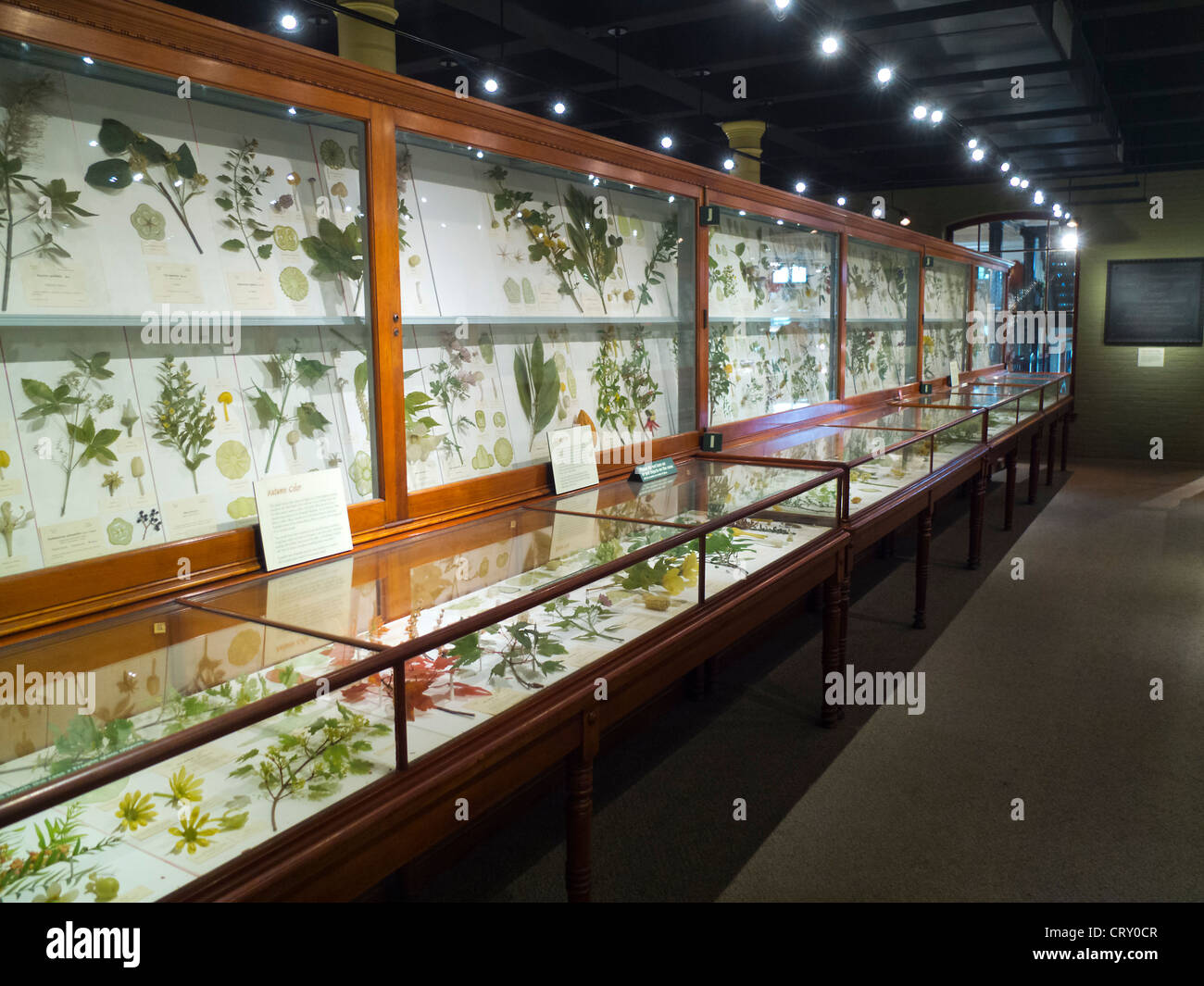 Harvard Museum of Natural History Boston MA Stock Photo - Alamy