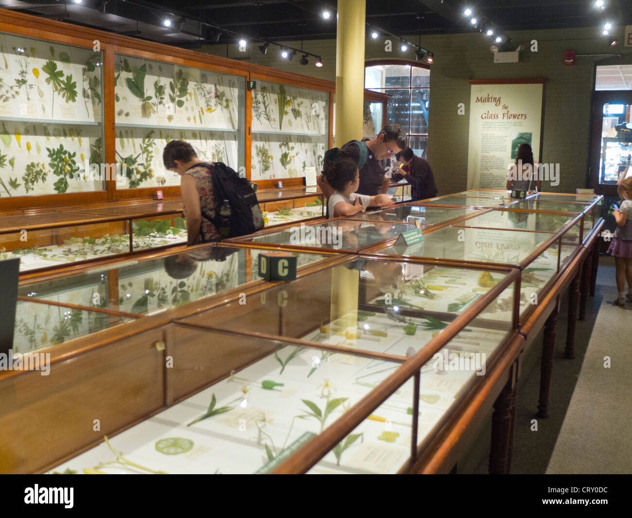 Harvard Museum of Natural History Boston MA Stock Photo - Alamy