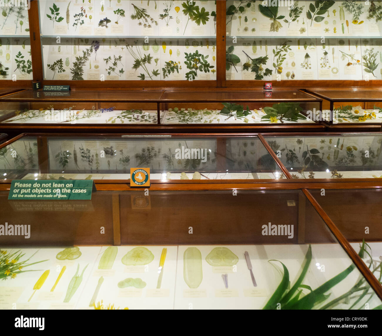 Harvard museum of natural history hi-res stock photography and images ...