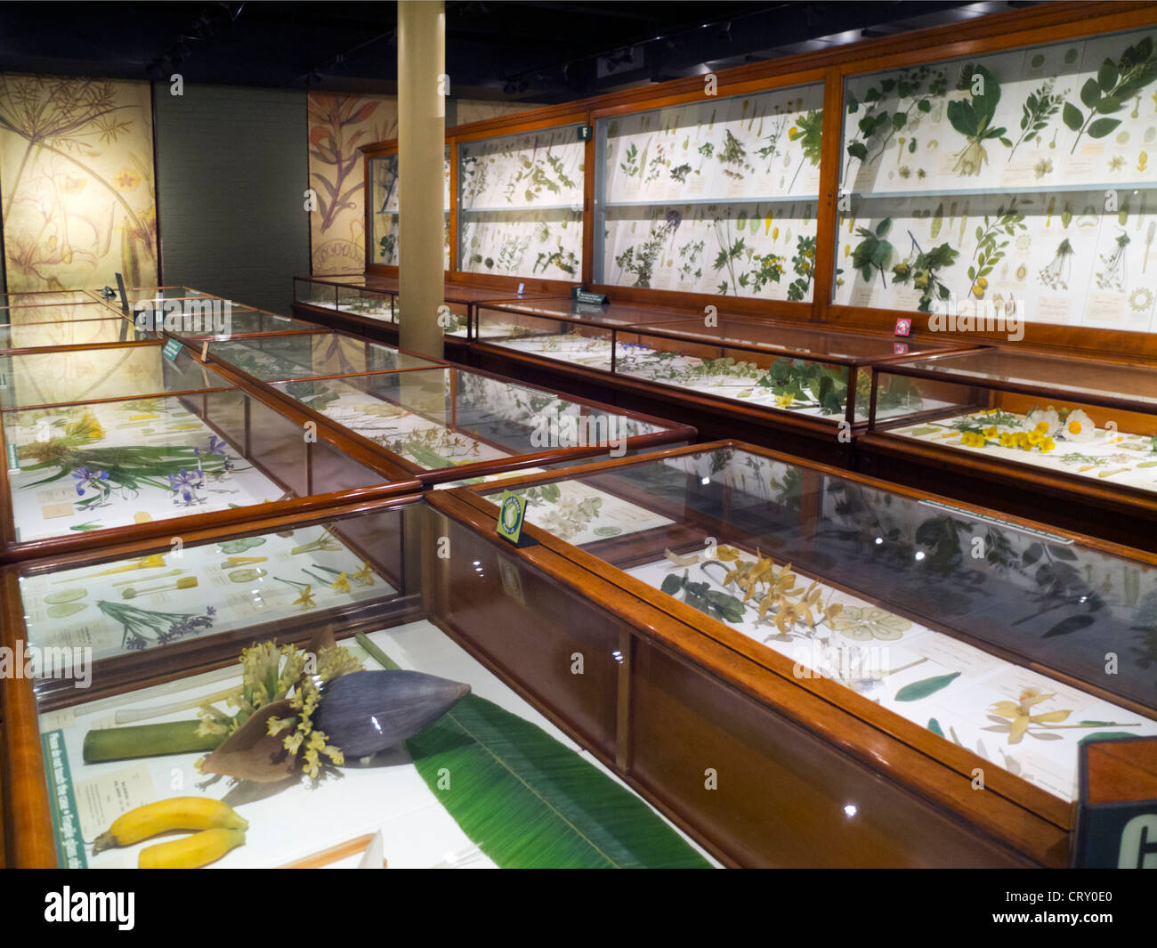 Harvard Museum of Natural History Boston MA Stock Photo - Alamy