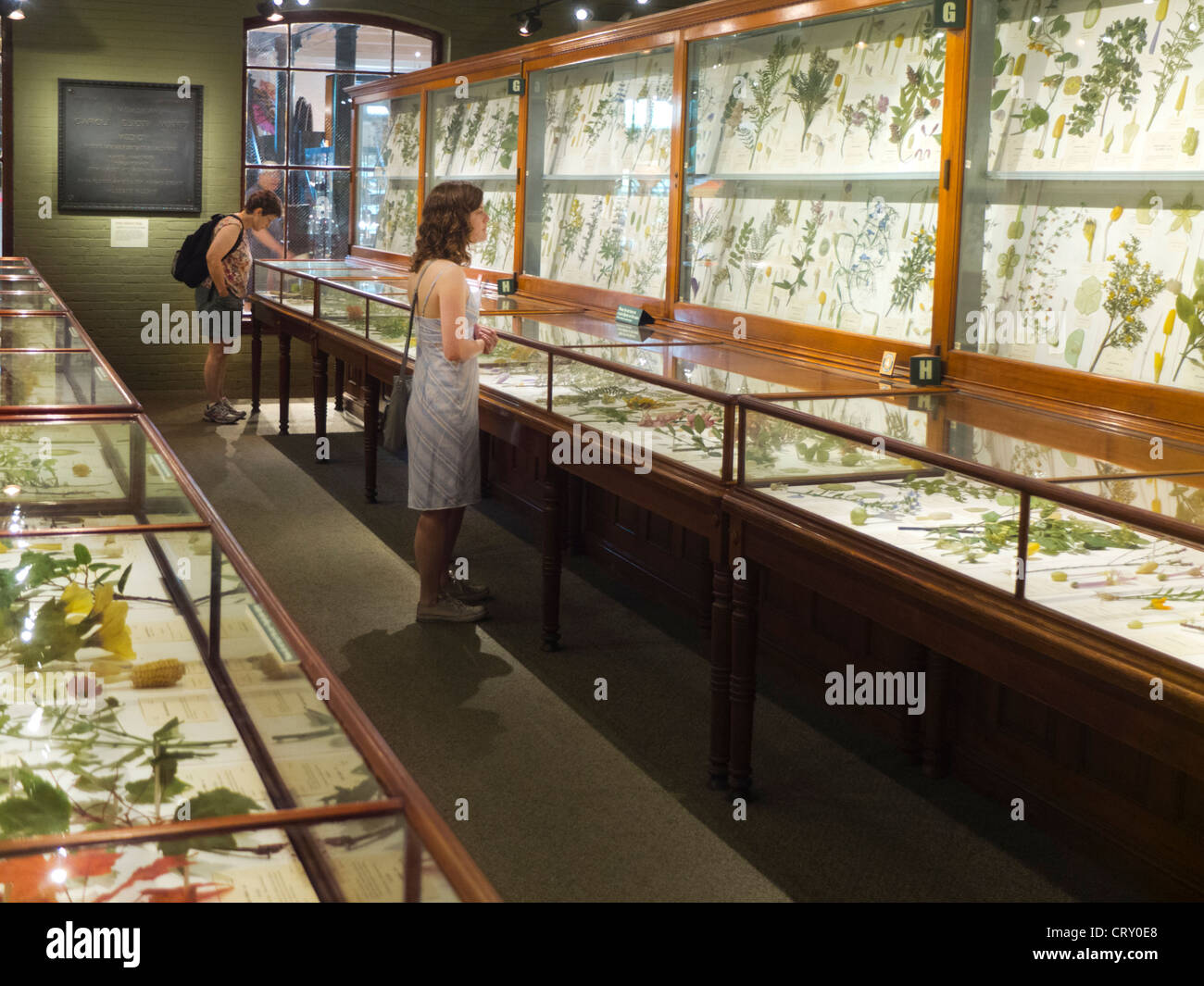 Harvard Museum of Natural History Boston MA Stock Photo - Alamy