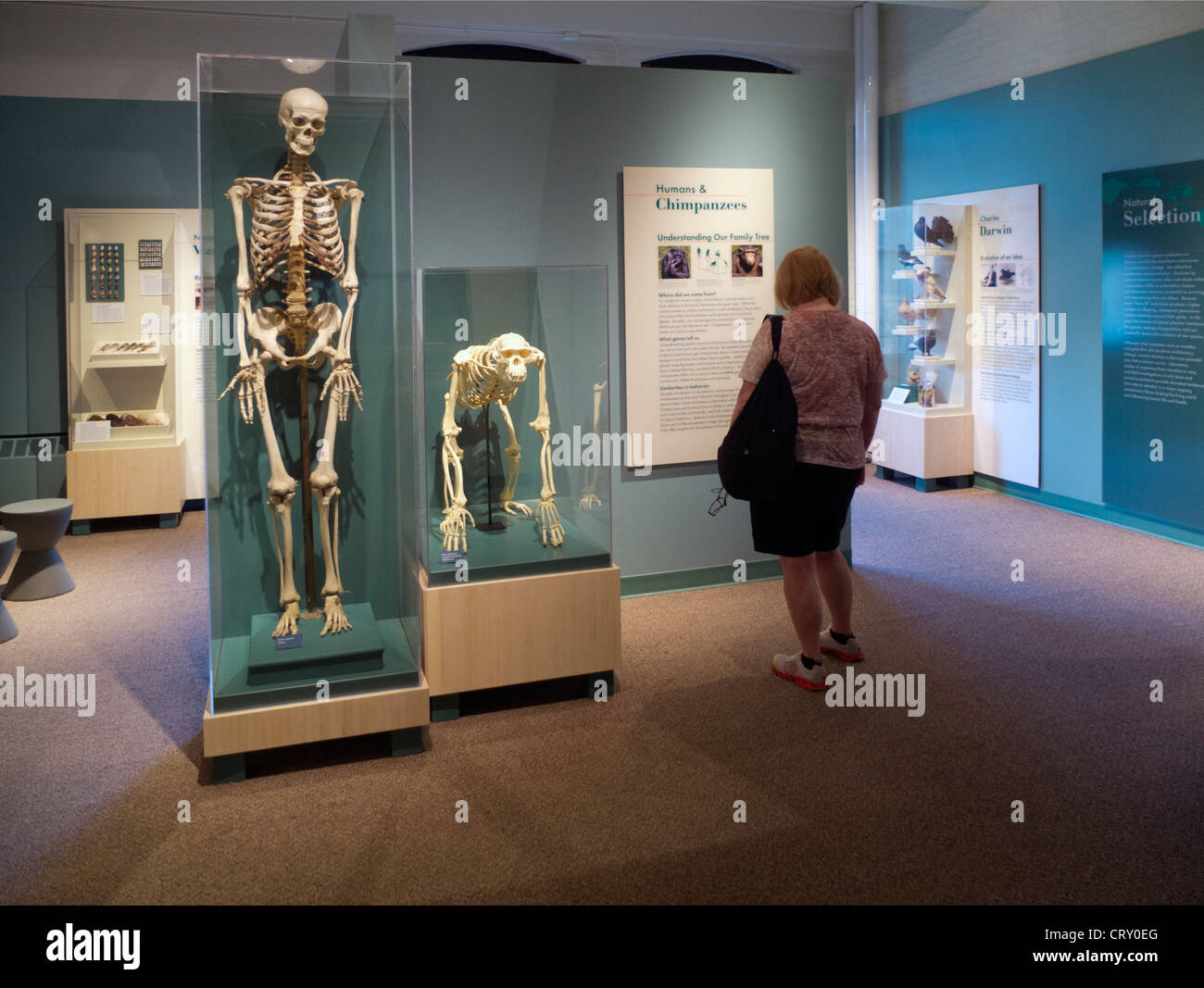 Harvard Museum of Natural History in Boston MA Stock Photo - Alamy
