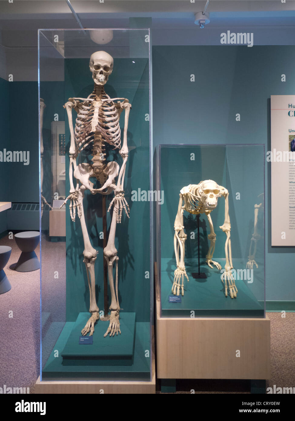 Harvard Museum of Natural History in Boston MA Stock Photo - Alamy