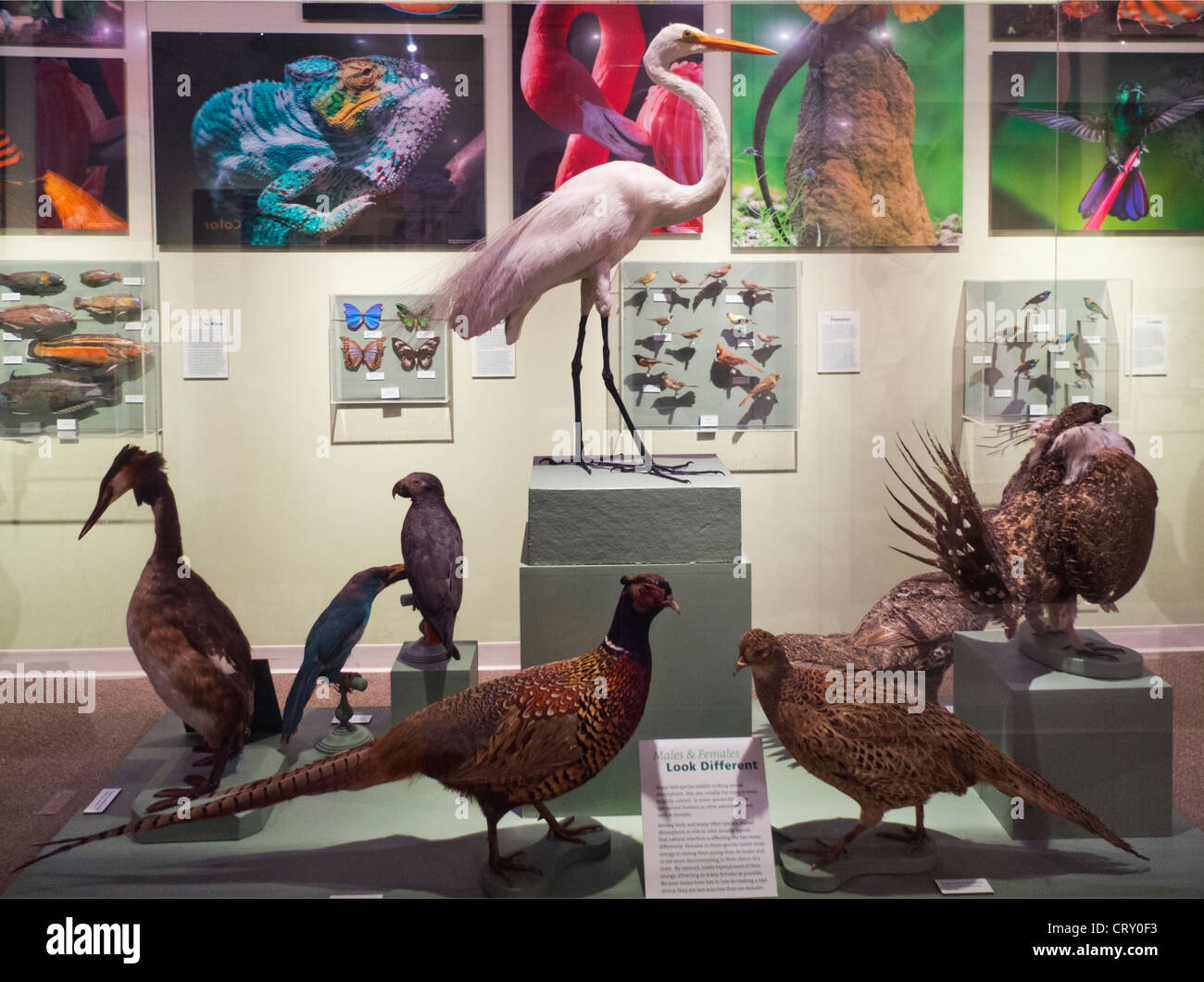 Harvard Museum of Natural History in Boston MA Stock Photo - Alamy