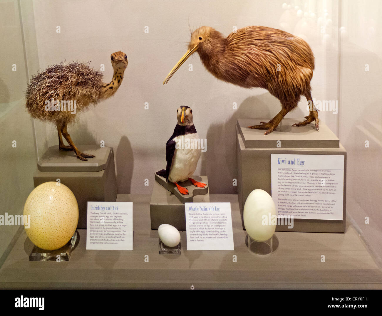 Collection eggs museum hi-res stock photography and images - Alamy
