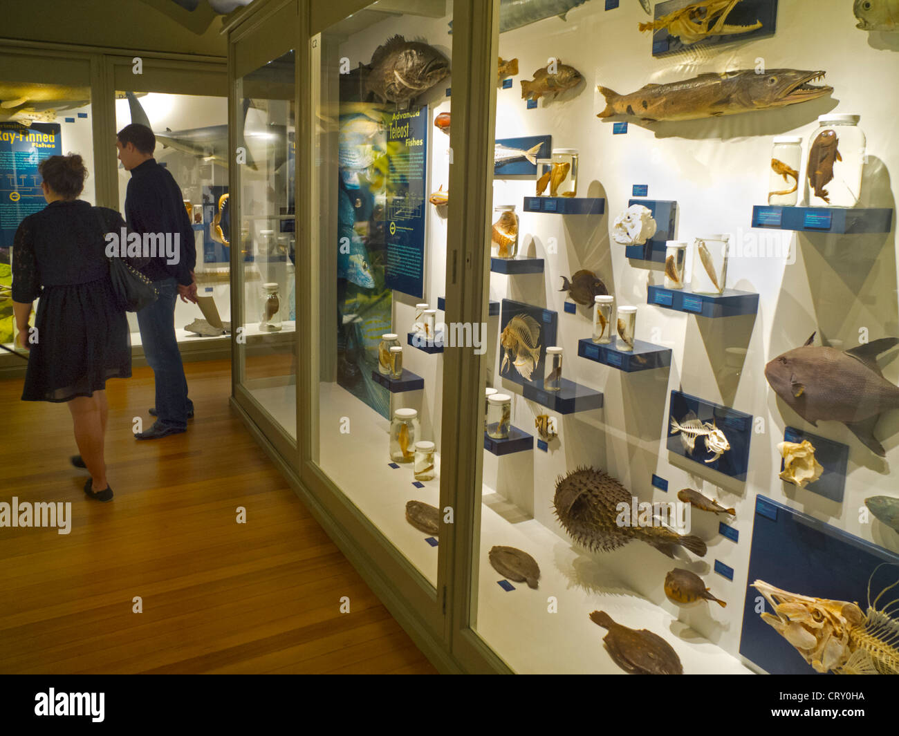 Harvard Museum of Natural History in Boston MA Stock Photo - Alamy