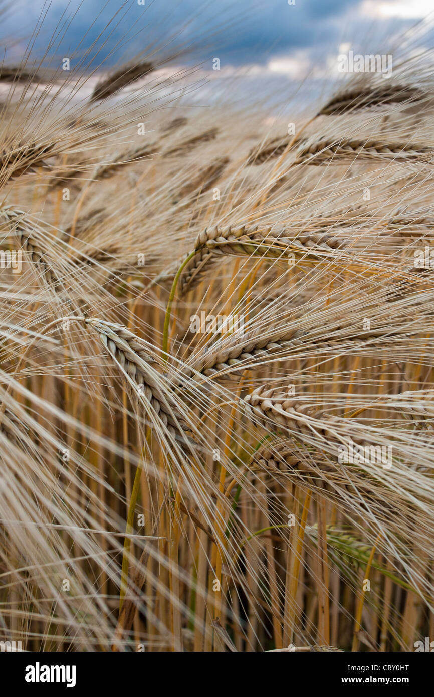 Close-up detail of barley growing in a field Stock Photo - Alamy