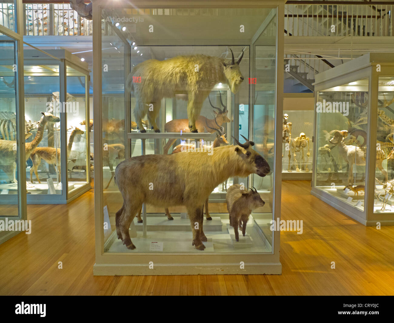 Harvard Museum of Natural History in Boston MA Stock Photo - Alamy