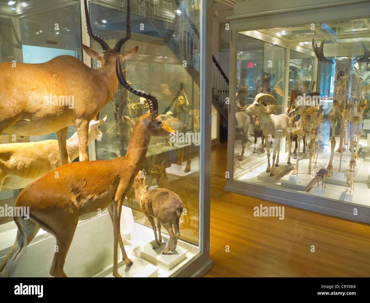 Harvard Museum of Natural History in Boston MA Stock Photo - Alamy
