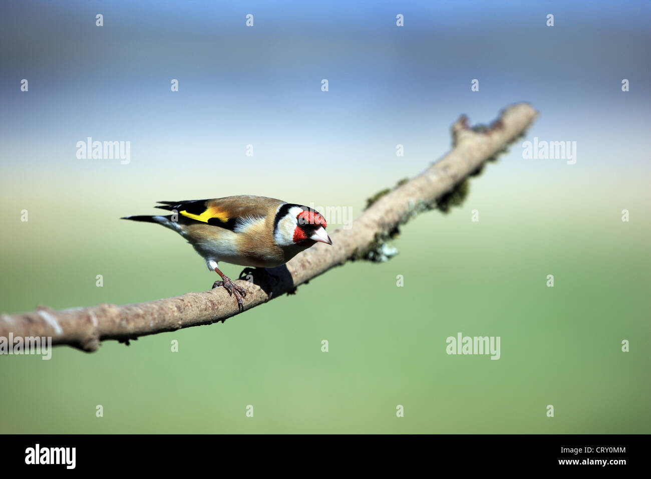 Goldfinch on a tree branch in Scotland Stock Photo - Alamy