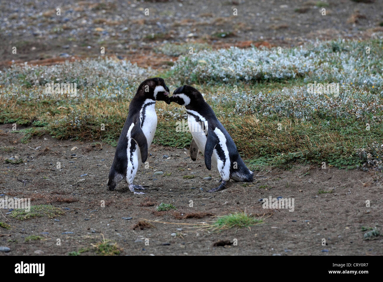 Magellanic penguins slapping their beaks together in a courting ritual ...