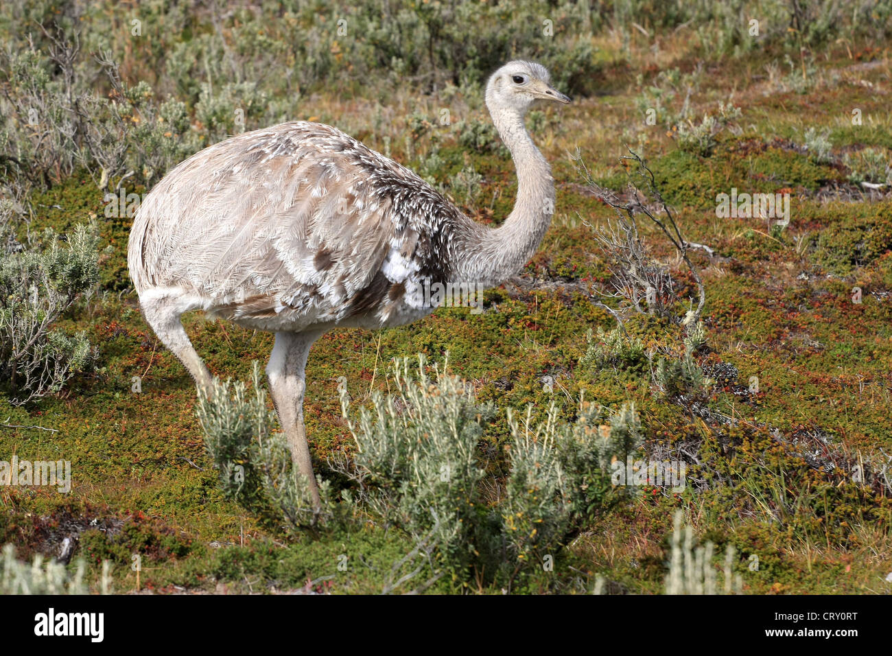 Lesser rhea hi-res stock photography and images - Alamy
