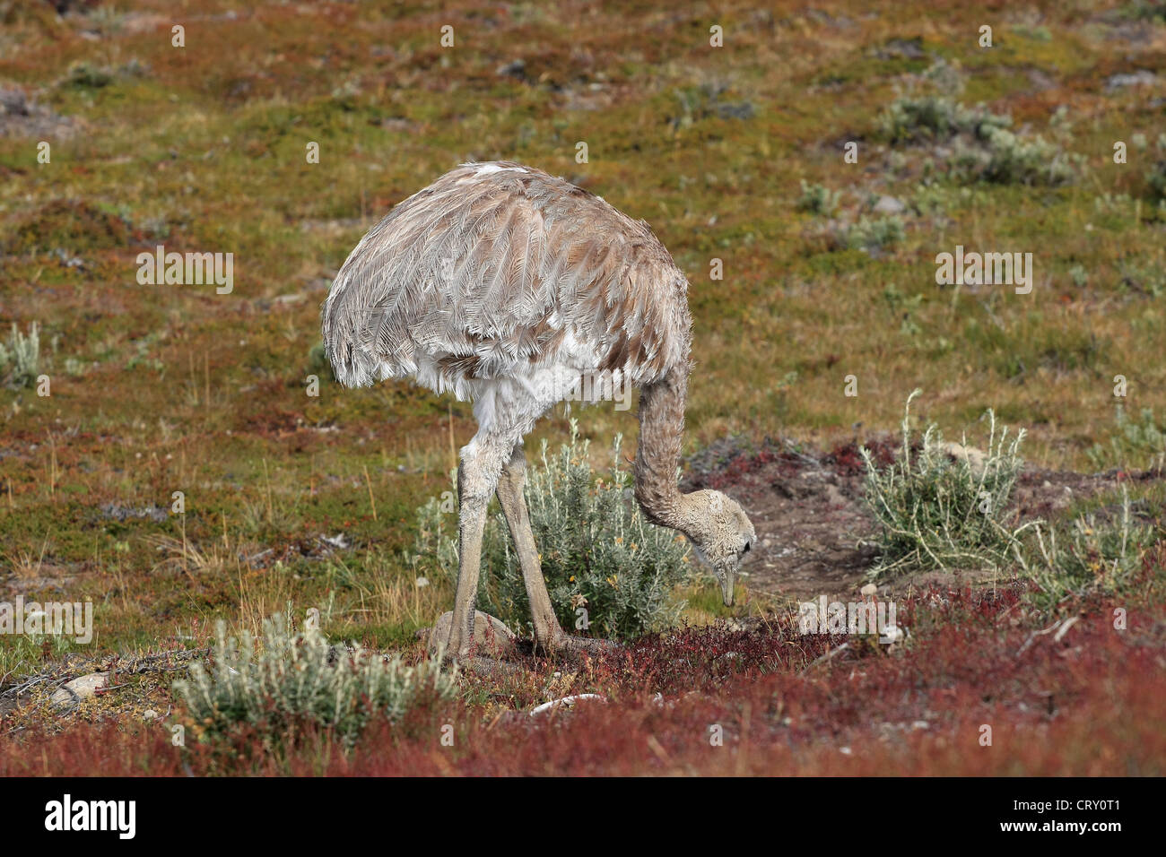 Lesser rhea hi-res stock photography and images - Alamy