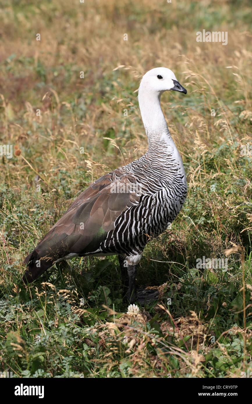 An Upland Goose, standing in the ground cover north of the Beagle ...