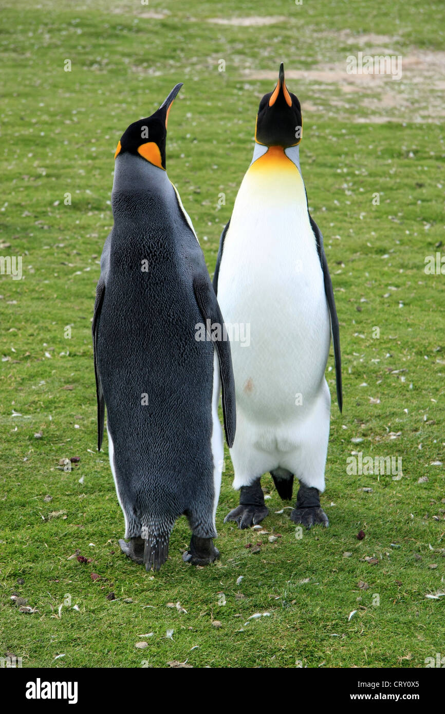 A pair of King Penguins standing together and facing one another at ...