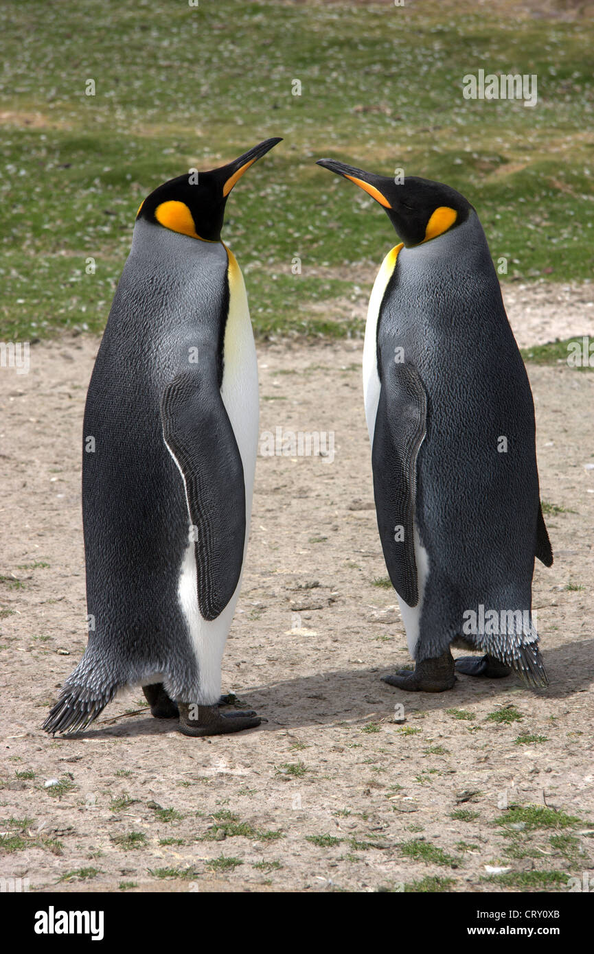 A pair of King Penguins standing together and facing one another at ...