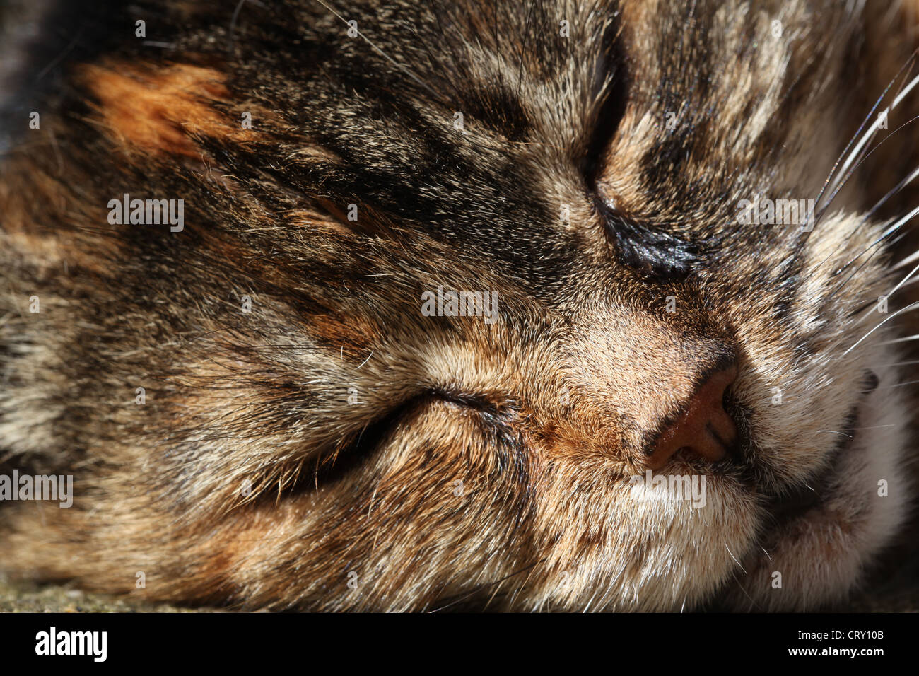 Cats face hi-res stock photography and images - Alamy