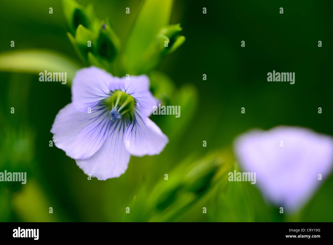 Linseed flowers hi-res stock photography and images - Alamy
