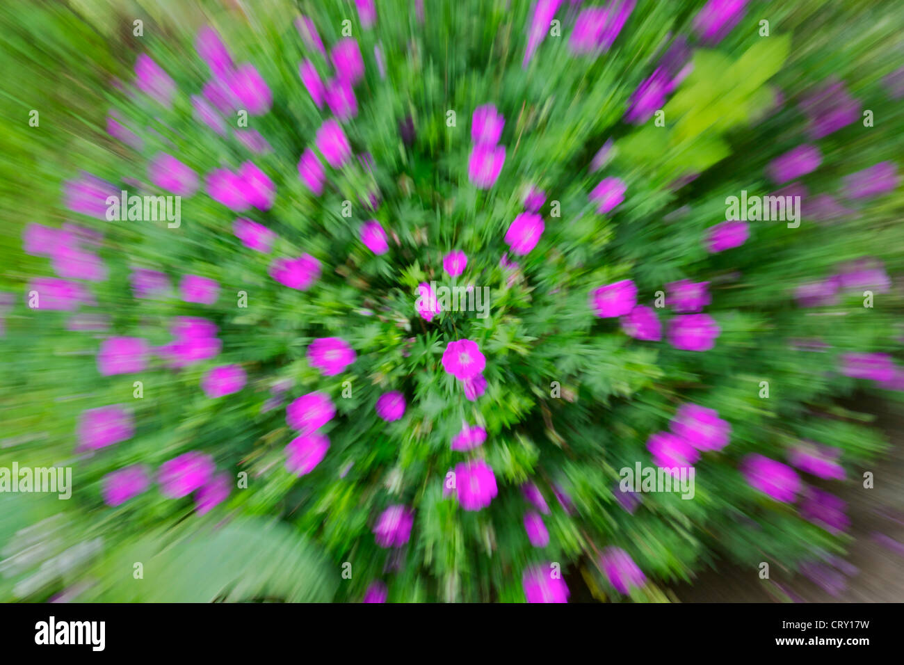 An explosion of colourful flowers Stock Photo - Alamy