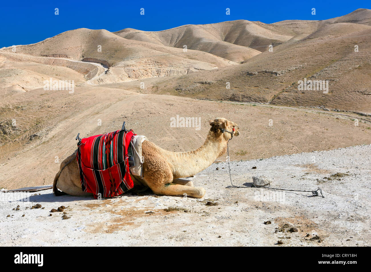 A camel in the desert Stock Photo - Alamy