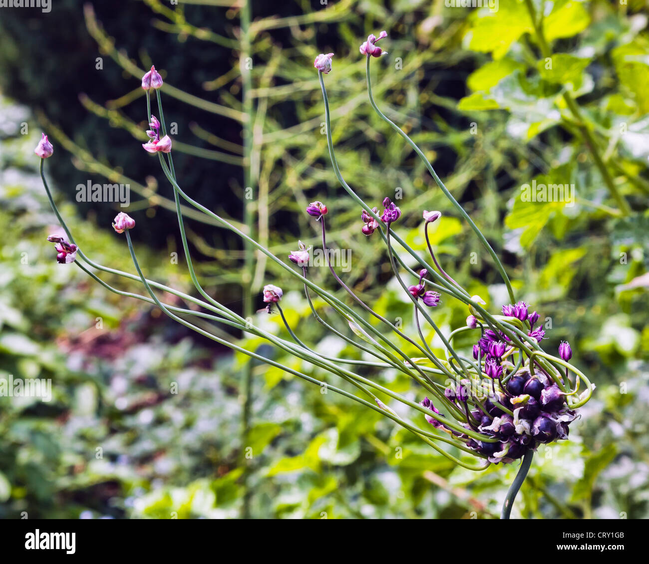 Blue edible flowers hi-res stock photography and images - Alamy
