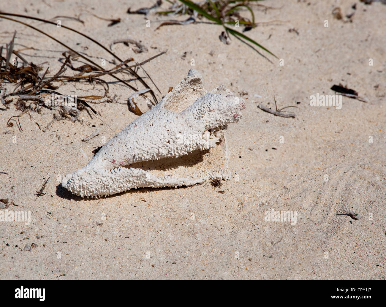 Weathered conch shell on Grand Cayman beach Stock Photo - Alamy