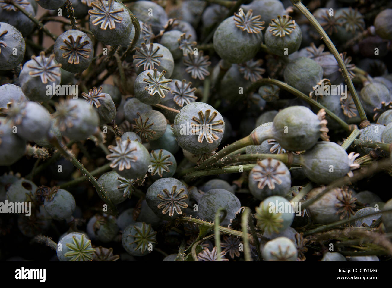Drying flower seeds hi-res stock photography and images - Alamy