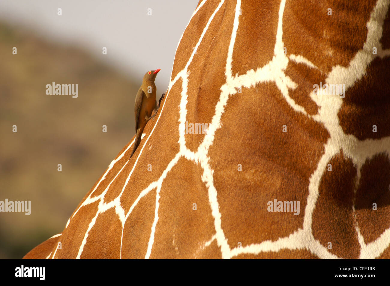 Red-billed oxpecker on reticulated giraffe's neck, Samburu, Kenya Stock ...