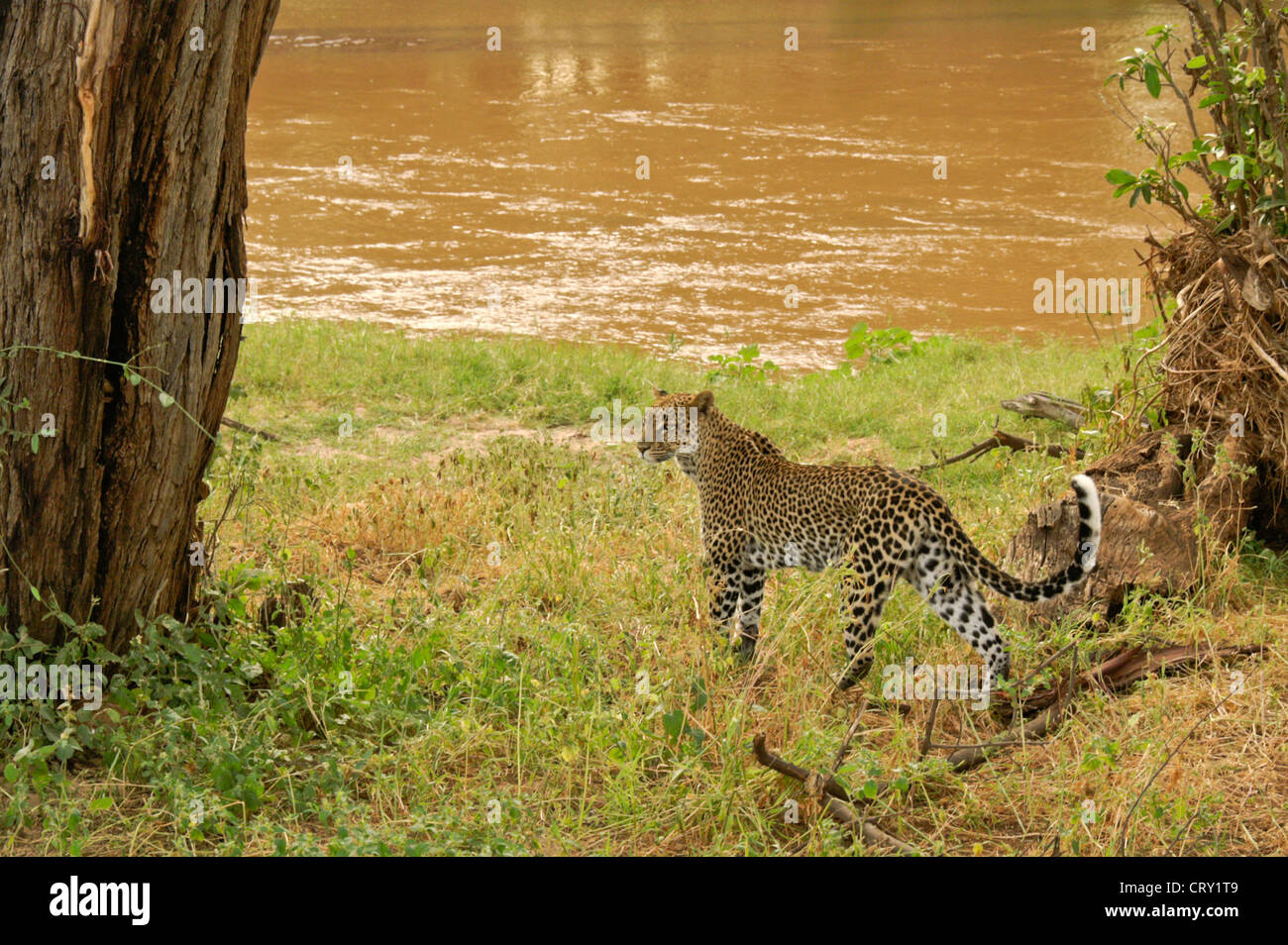Leopard at river, Samburu, Kenya Stock Photo - Alamy